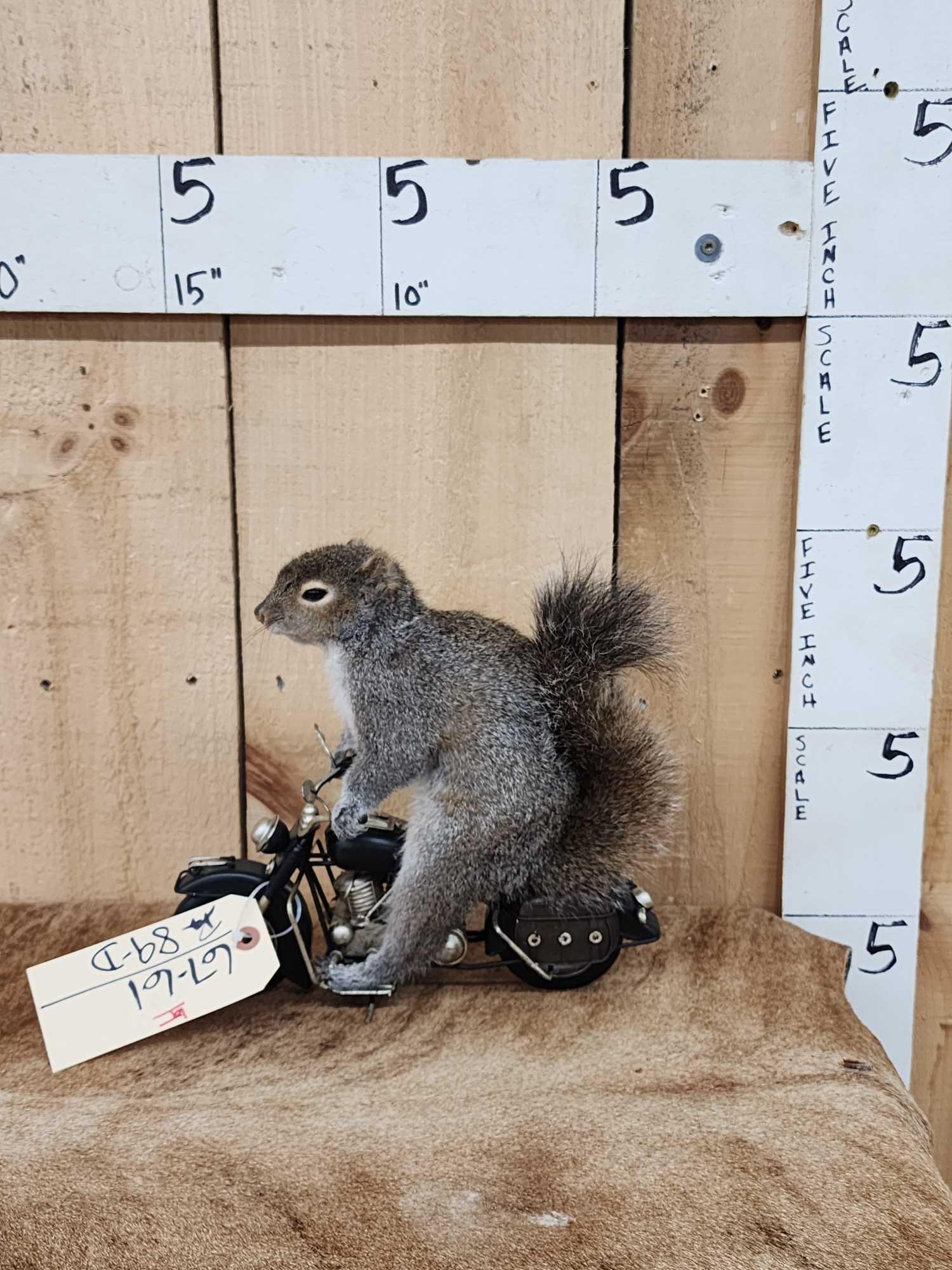 Squirrel On A Motorcycle Full Body Taxidermy | Proxibid