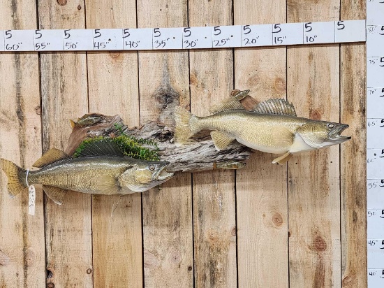 2 Reproduction Walleye Fish Taxidermy | Art, Antiques & Collectibles ...
