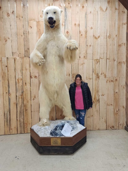 GIANT Polar Bear Full Body Taxidermy Mount | Art, Antiques ...