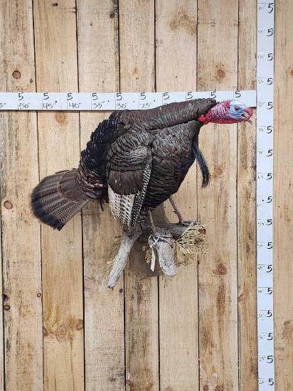 Gobbling Double Spur Turkey Full Body Bird Taxidermy | Online Auctions ...