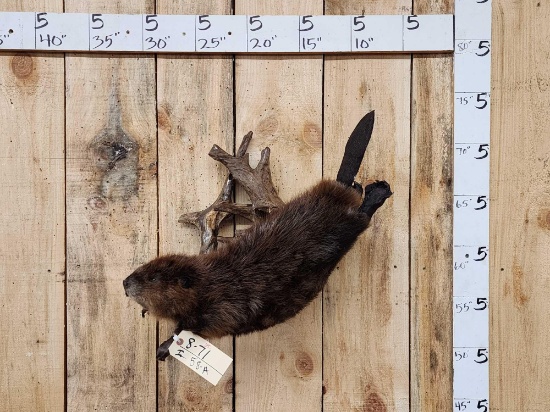 Swimming Beaver Full Body Taxidermy Mount | Art, Antiques ...