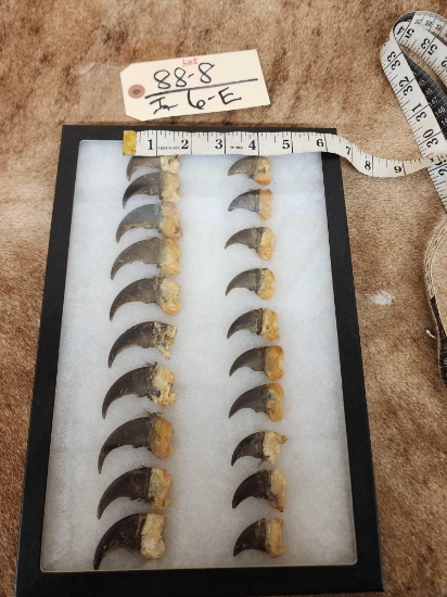 Set Of 20 Black Bear Claws Taxidermy | Art, Antiques & Collectibles ...
