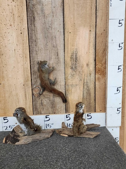 3 Pine Squirrels Full Body Taxidermy Mounts | Online Auctions | Proxibid