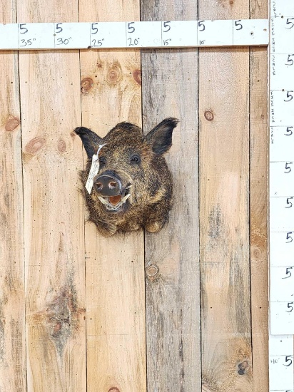 Wild Boar Hog Shoulder Mount Taxidermy | Online Auctions | Proxibid