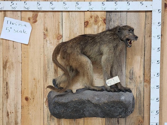 African Chakma Baboon Full Body Taxidermy Mount | Art, Antiques ...