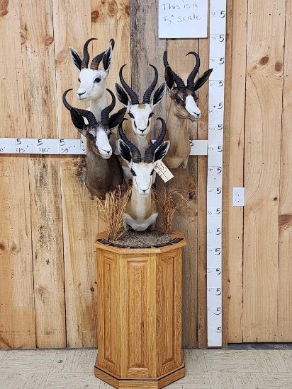 Spectacular African Springbok Grand Slam Pedestal Taxidermy Mount | Art ...