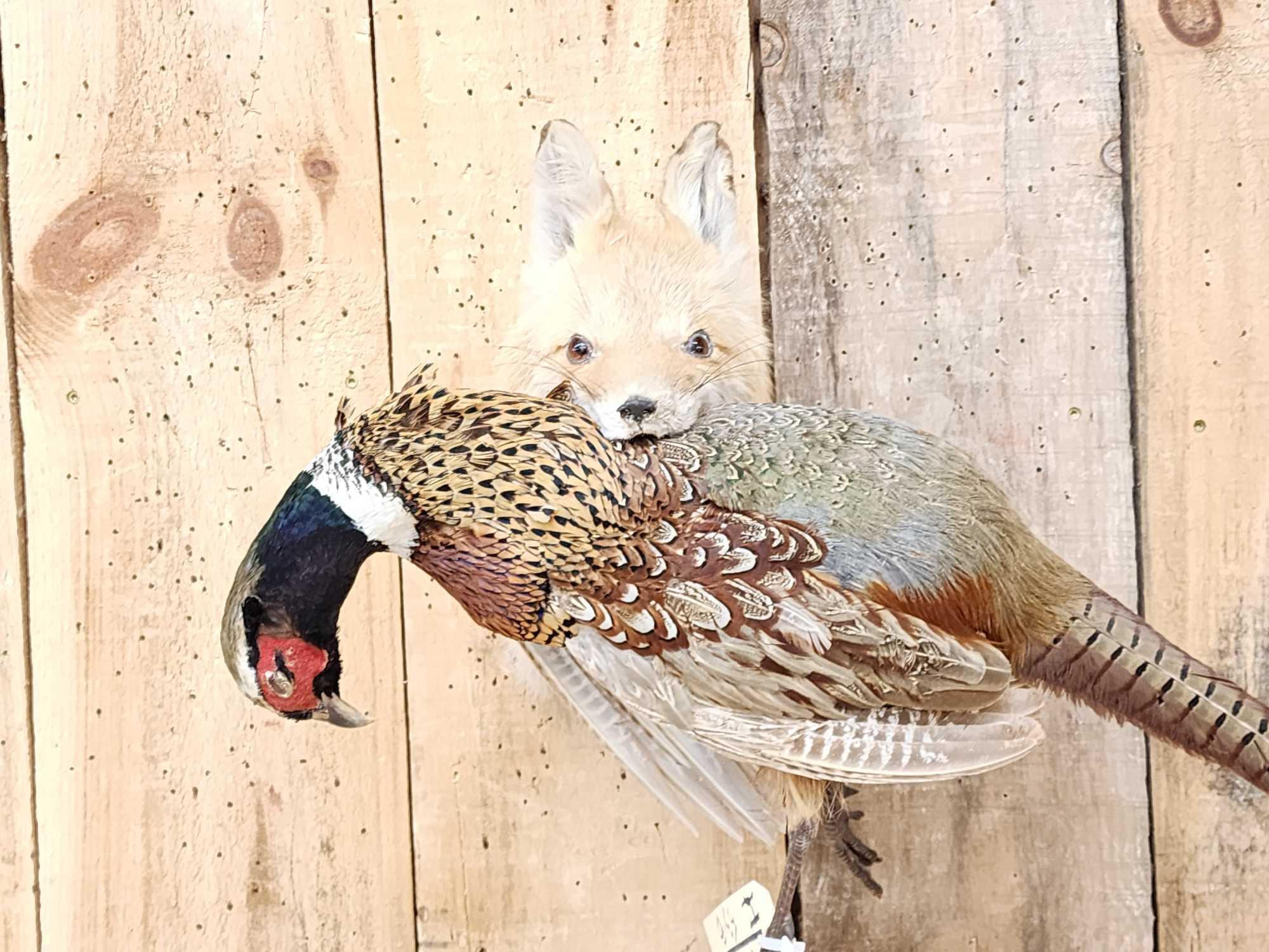 Fox With Pheasant Taxidermy Mounts