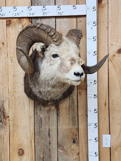 HUGE Stone Sheep Taxidermy Mount | Online Auctions | Proxibid
