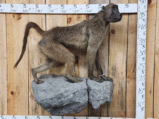 African Chakma Baboon Full Body Taxidermy Mount | Online Auctions ...