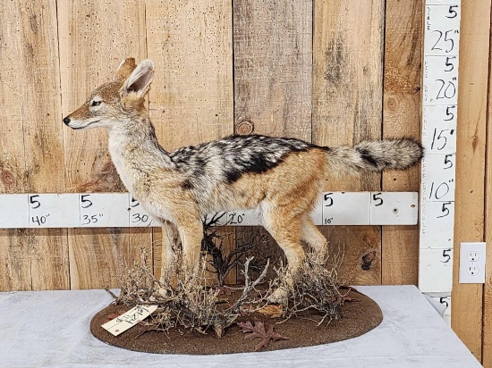 African Black Back Jackal Full Body Taxidermy Mount | Art, Antiques ...