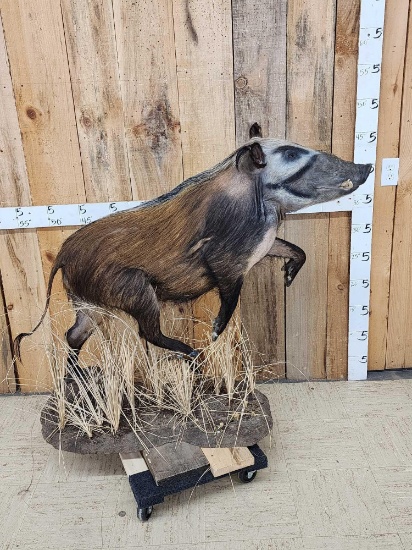 African Bush Pig Full Body Taxidermy Mount | Art, Antiques ...