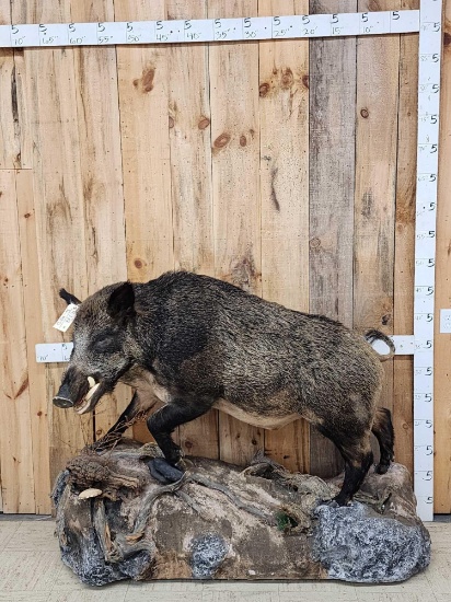 BIG Wild Russian Boar Hog Full Body Taxidermy Mount | Art, Antiques ...