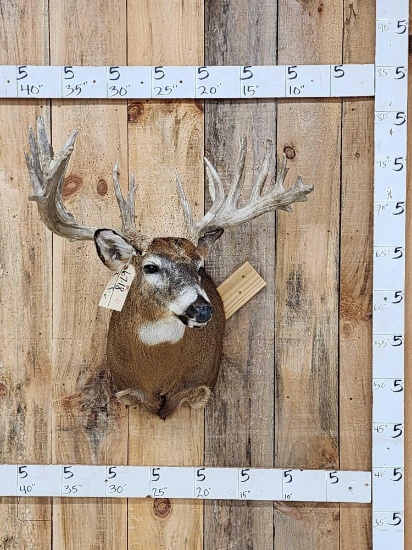 Big 200 Class Whitetail Shoulder Mount Taxidermy | Art, Antiques ...