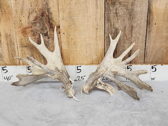 Heavy Palmated 185" Whitetail Shed Antlers | Art, Antiques ...