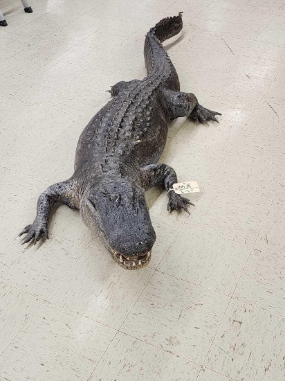 Big 10' American Alligator Full Body Taxidermy Mount | Art, Antiques ...