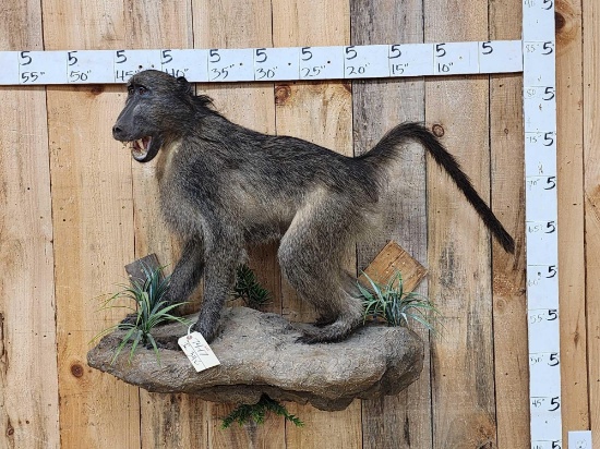 African Chakma Baboon Full Body Taxidermy Mount | Art, Antiques ...