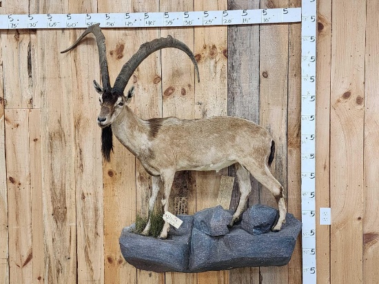 Spectacular Persian Ibex Full Body Taxidermy Mount | Art, Antiques ...