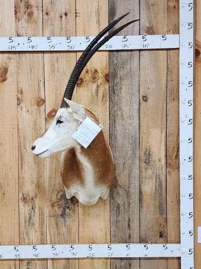 Scimitar Horned Oryx Shoulder Mount Taxidermy | Online Auctions | Proxibid