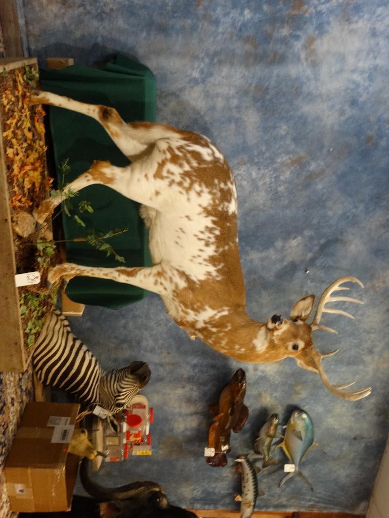 Pie Bald Deer Shoulder Mount