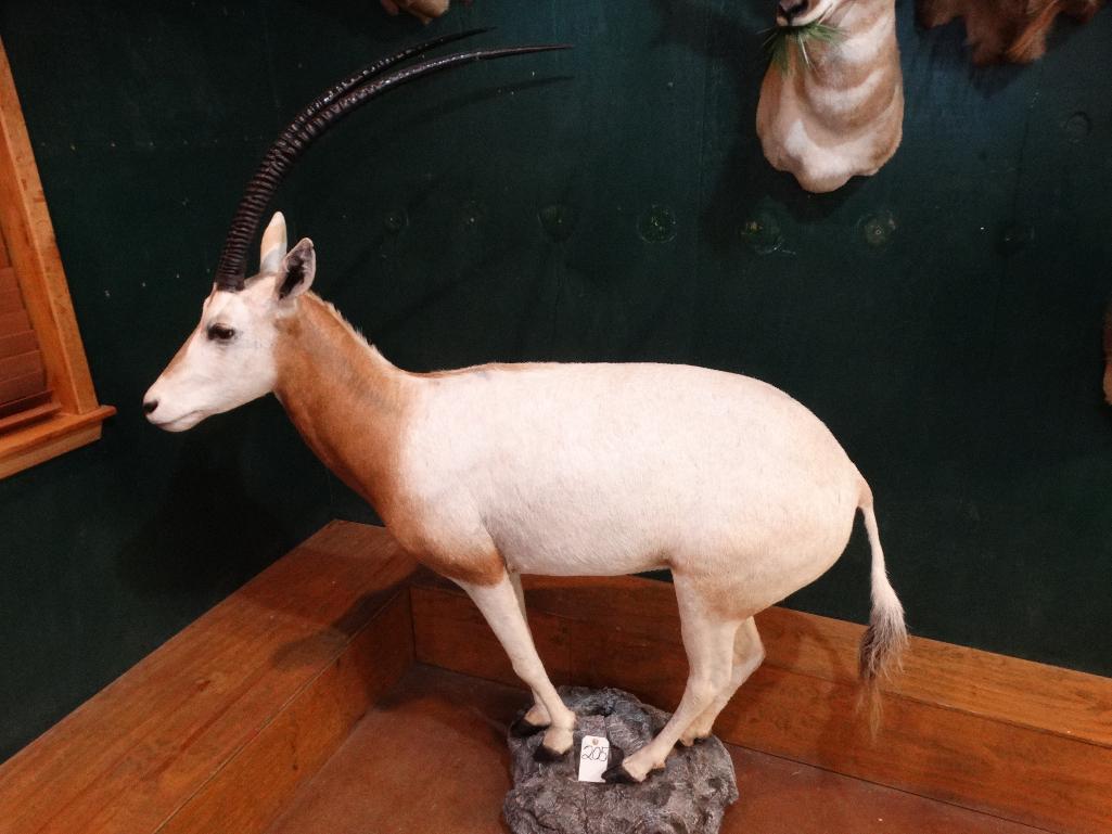 Scimitar Horned Oryx Mount