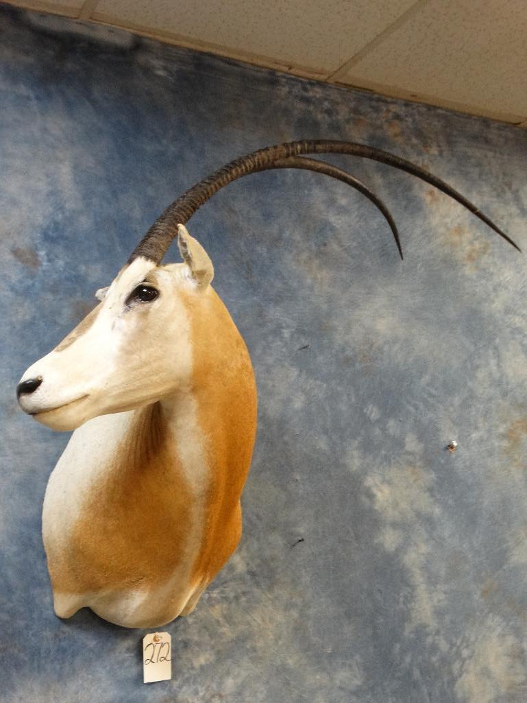 Scimitar Horned Oryx Mount