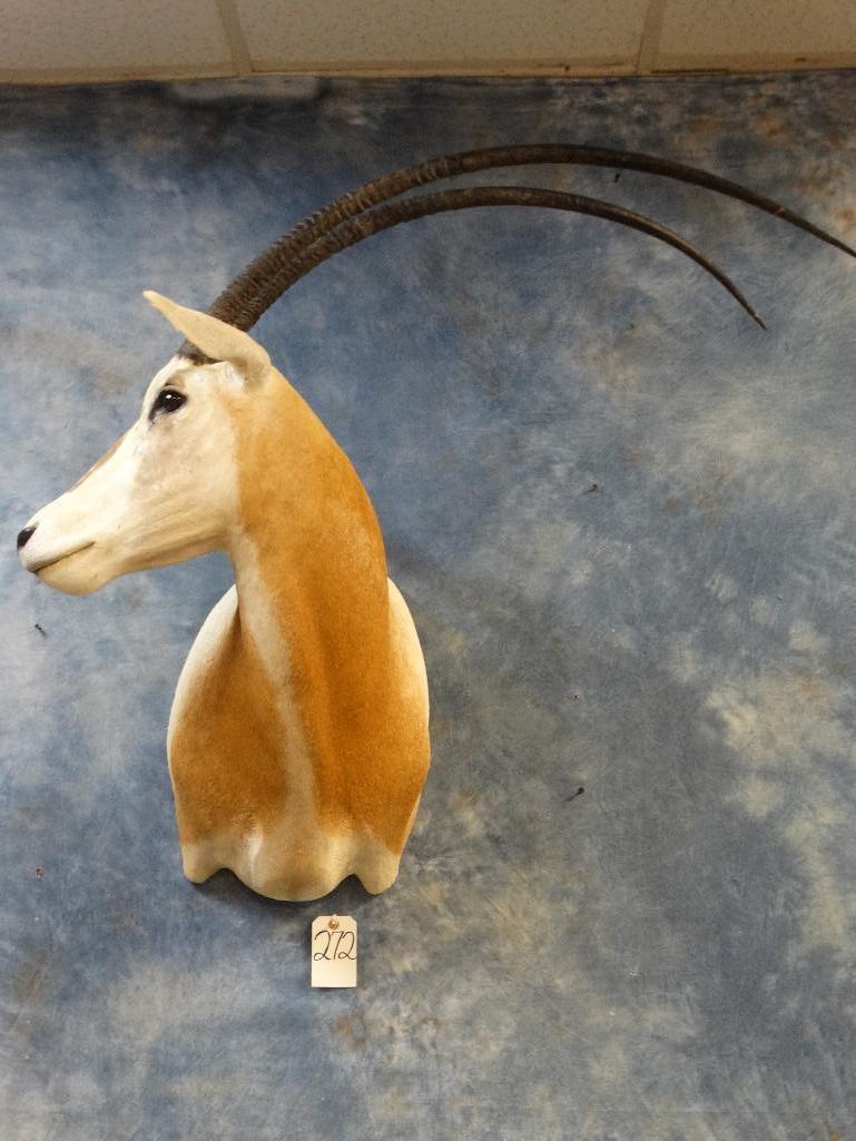 Scimitar Horned Oryx Mount