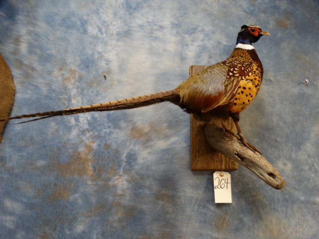 Ringneck Pheasant Mounts