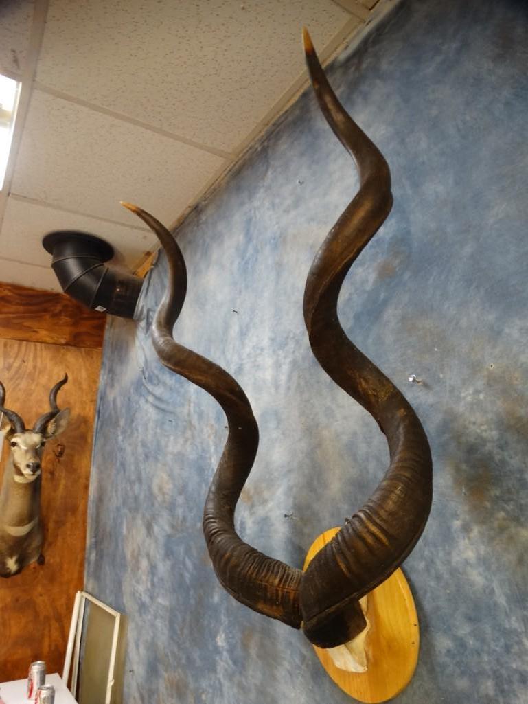Mounted Kudu Horns