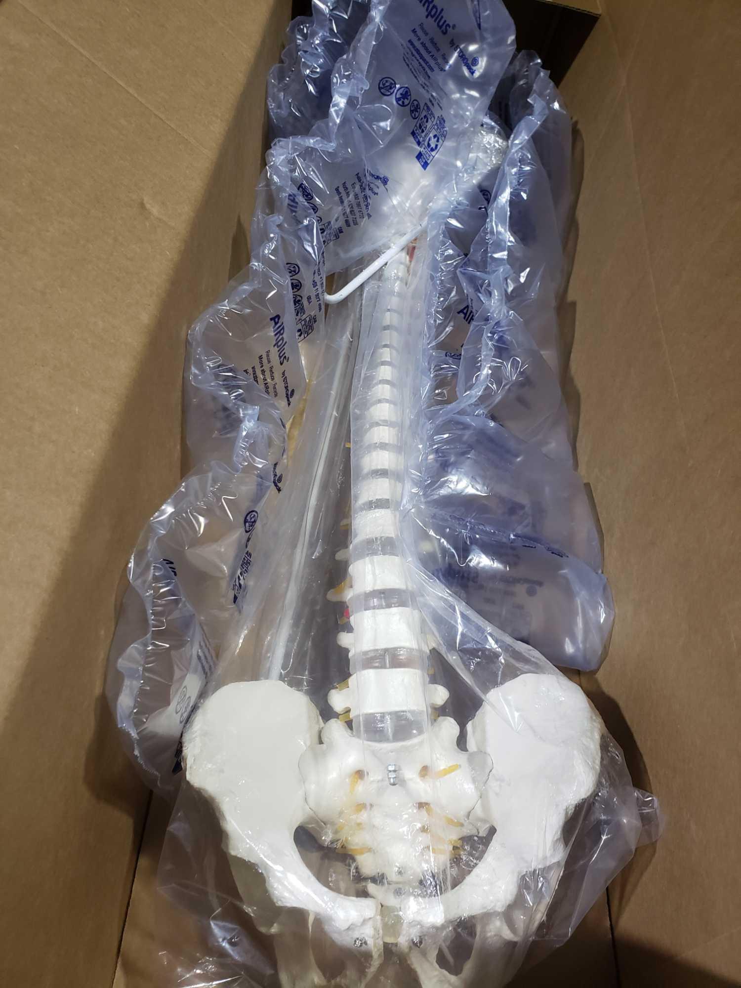 Flexible Chiropractic Spine Model, Life Size | Proxibid