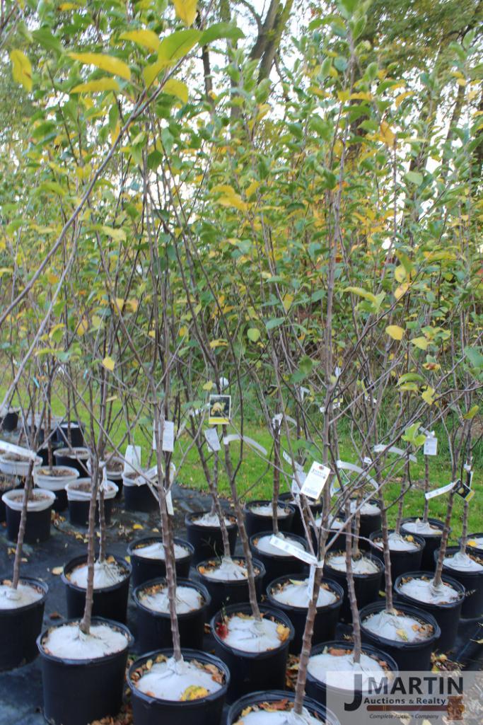24-Dwarf yellow delicious apple trees | Proxibid