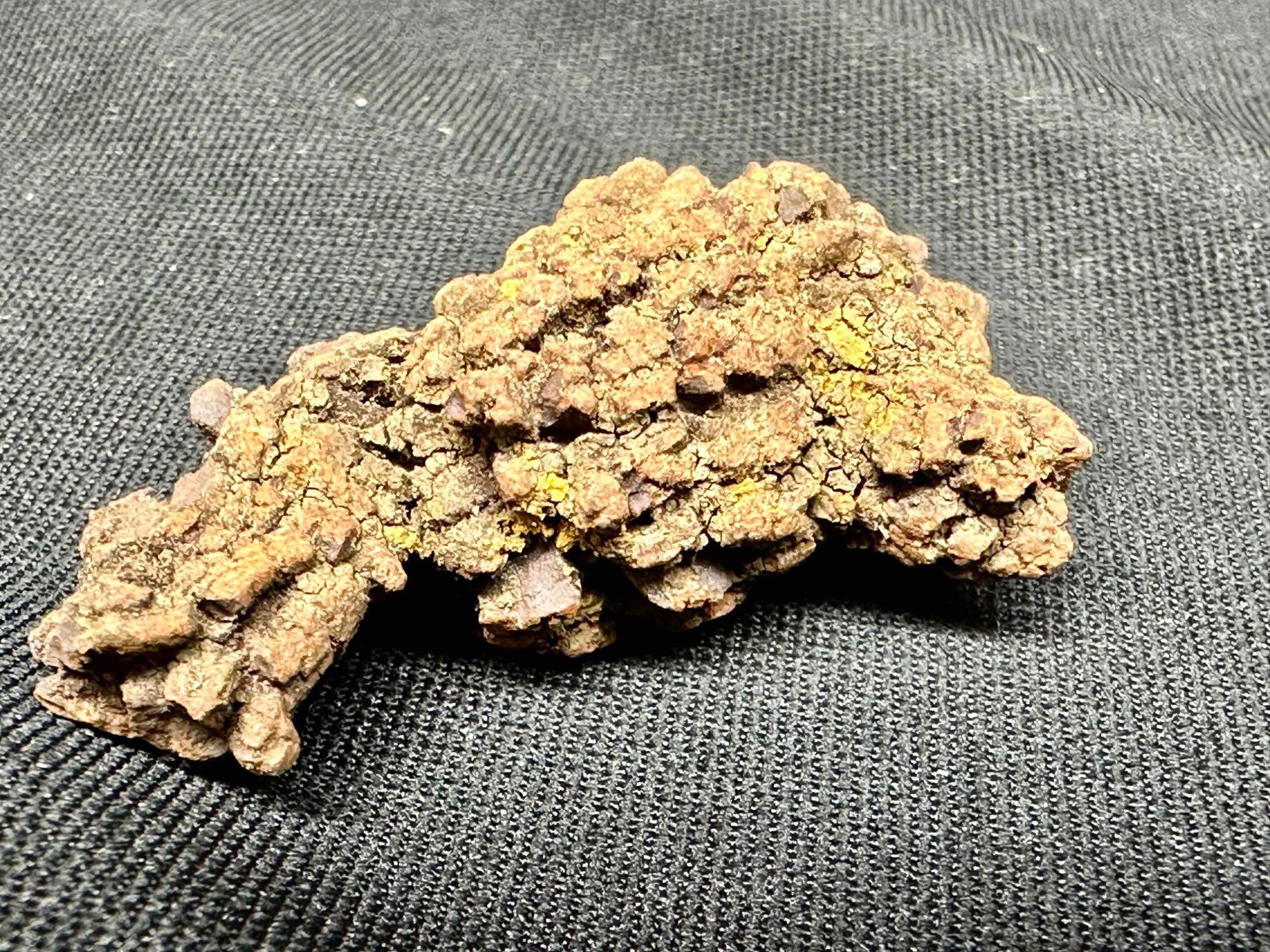 Fossil Specimen Coprolite 100 Million Year Old | Proxibid