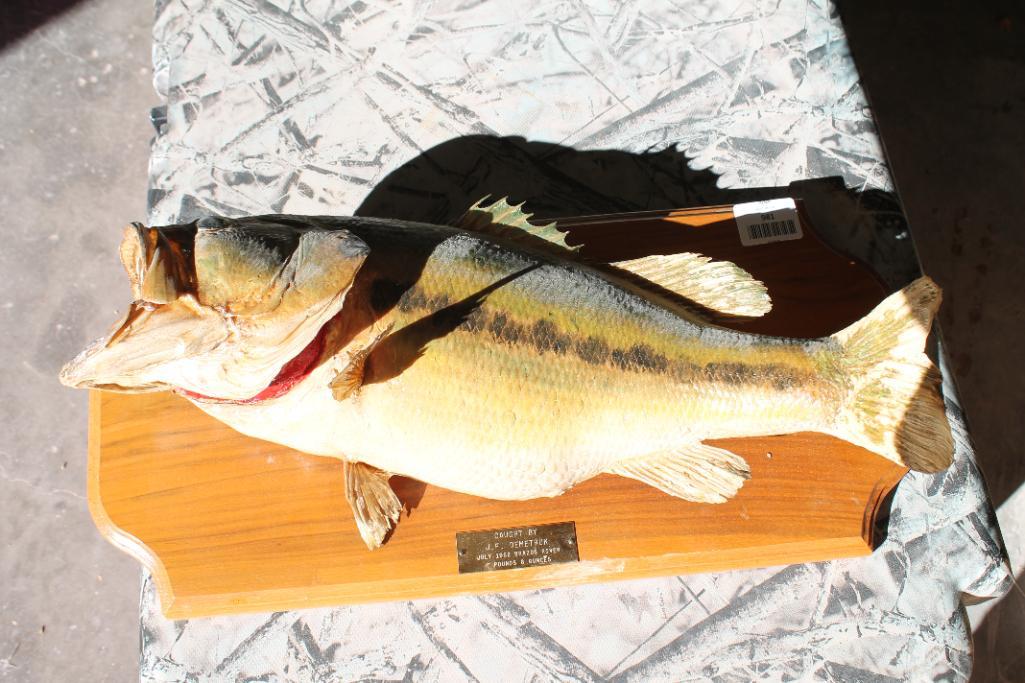 Largemouth bass on wood plaque wall mount. Older. | Proxibid