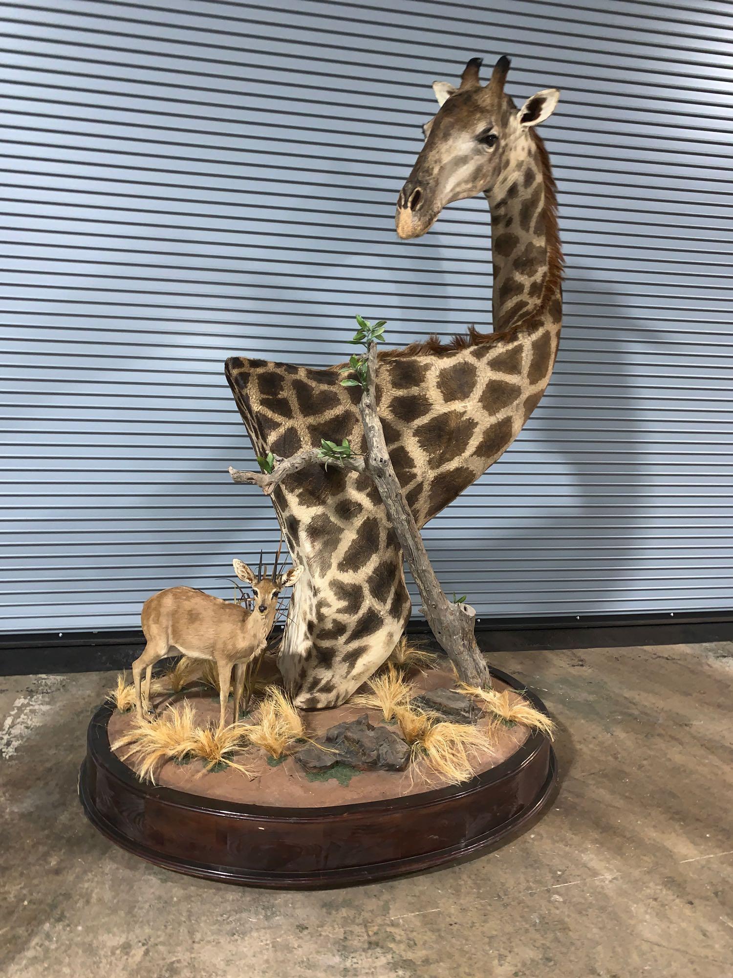 Giraffe Mount