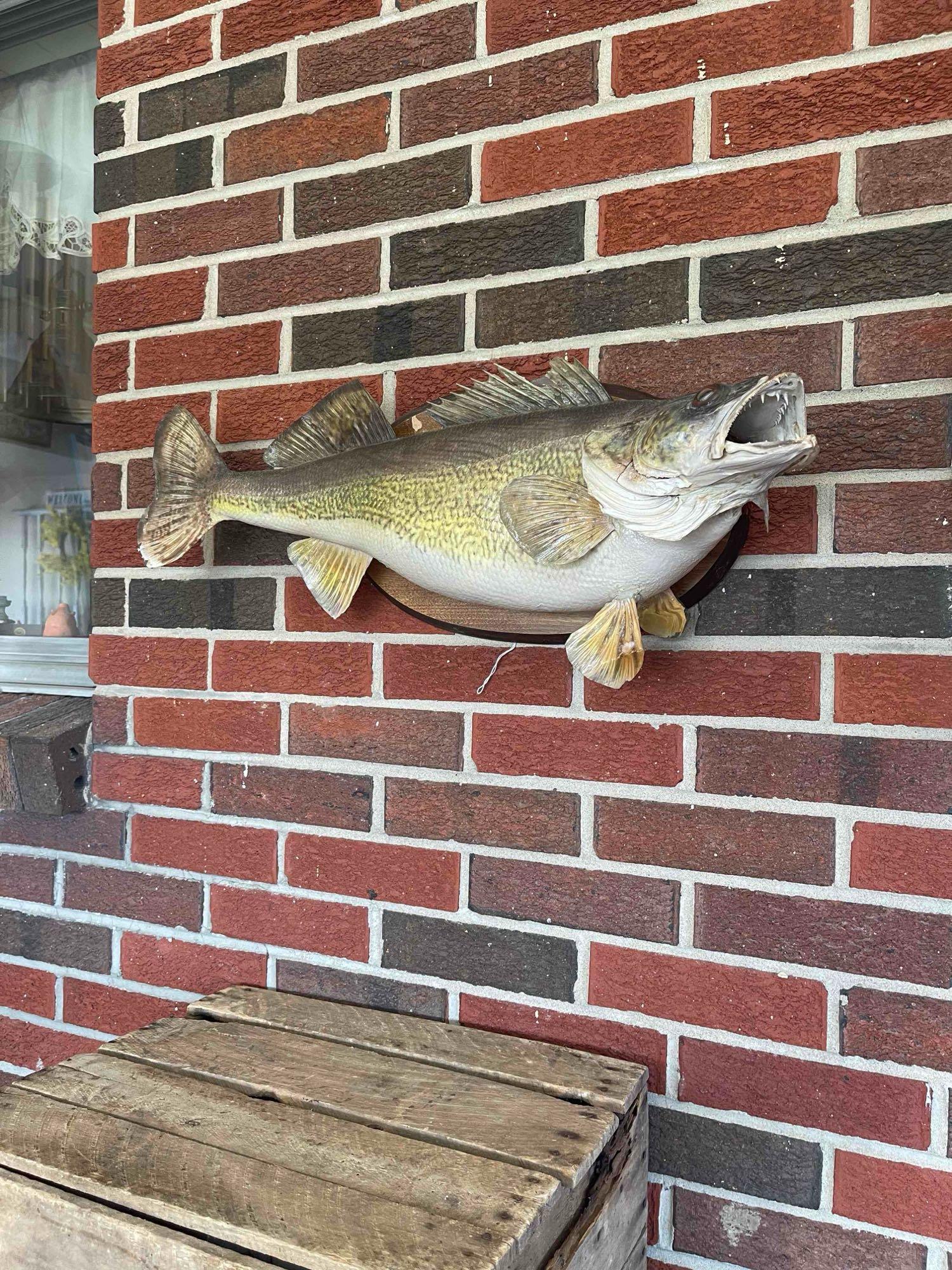 Taxidermy walleye skin mount | Proxibid