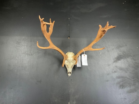 Fallow Deer Rack on skull | Art, Antiques & Collectibles Collectibles ...