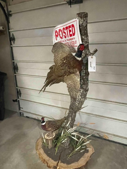 Taxidermy pheasant?s on post | Art, Antiques & Collectibles ...