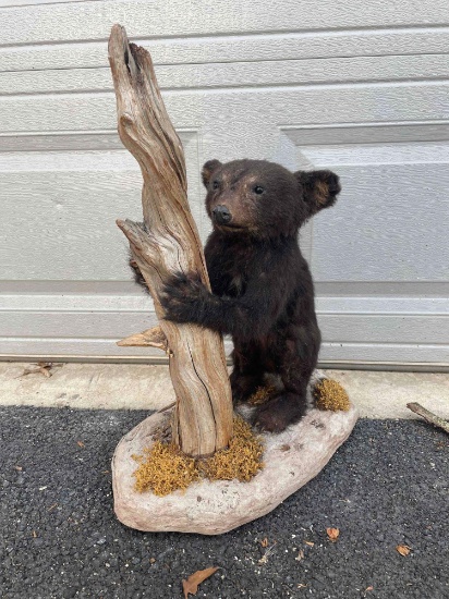Taxidermy Fullbody Black Bear Cub 15 inch tall bear with damage | Art ...
