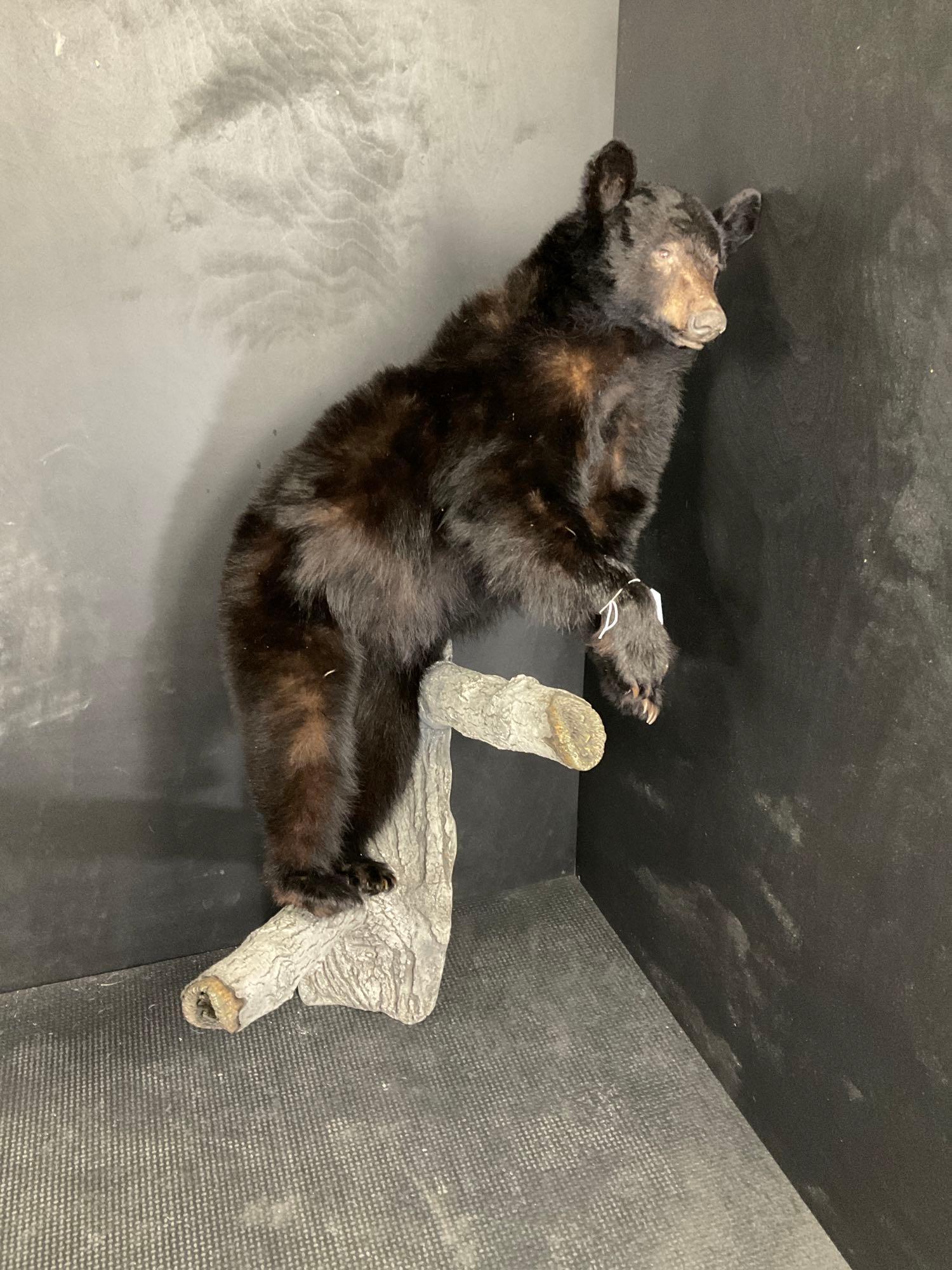 Fullbody Black Bear on Log | Proxibid