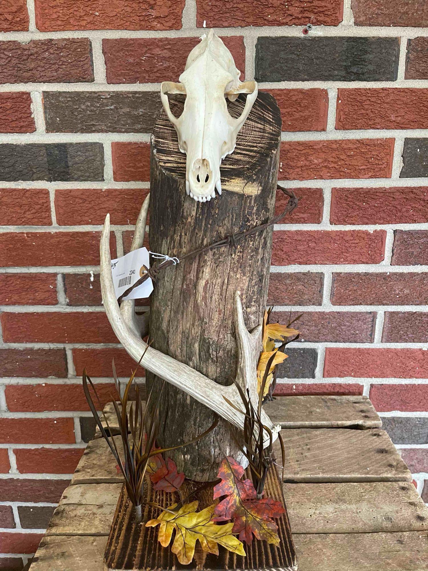Taxidermy euro table base mount | Proxibid