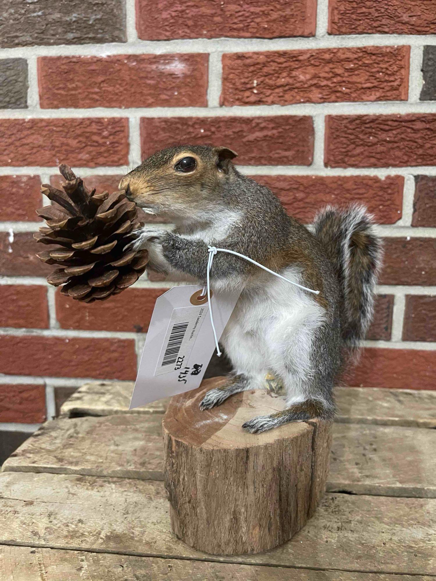 Taxidermy full body grey squirrel | Proxibid