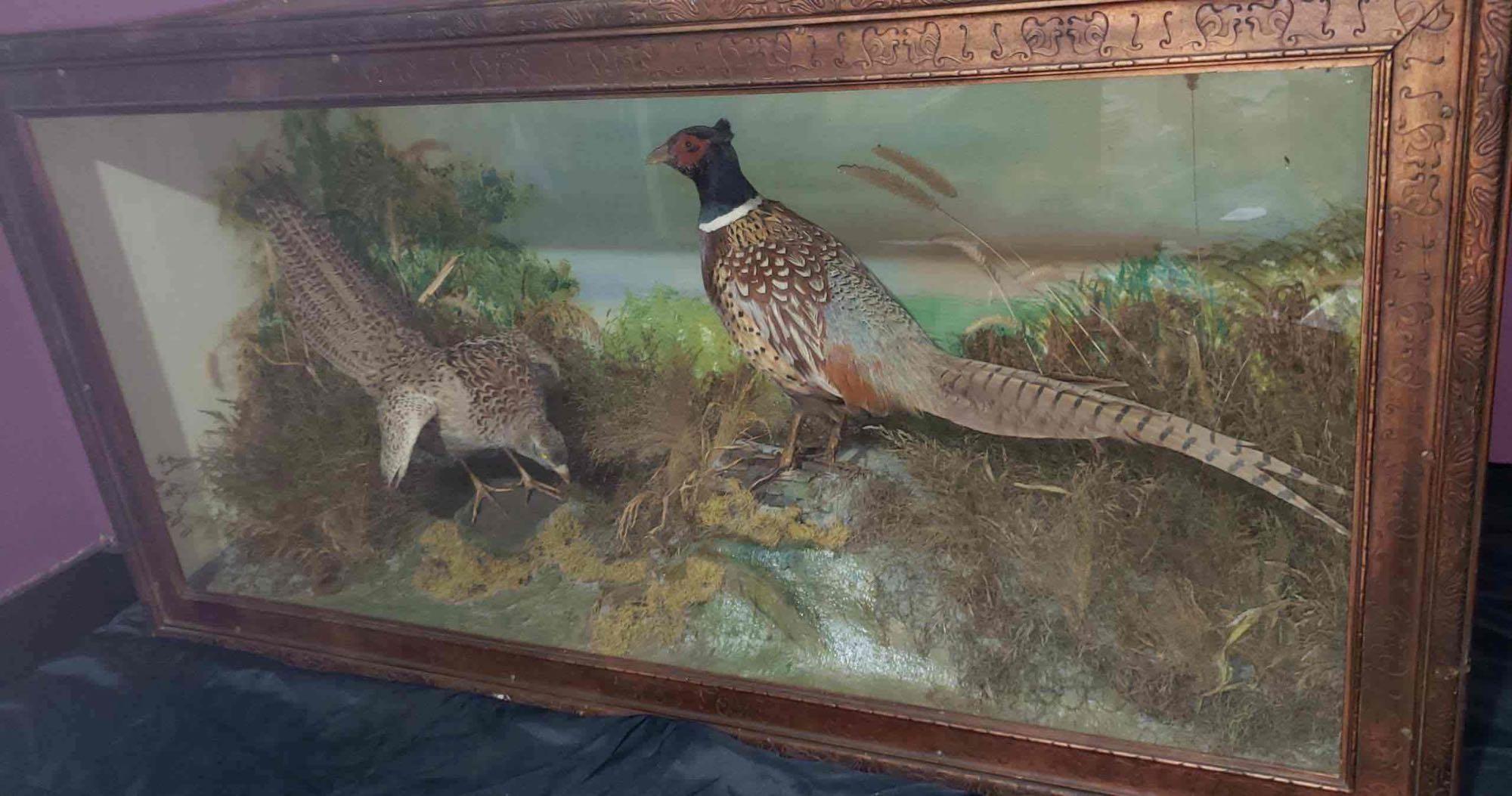 Antique diorama of courting Ring-necked Pheasant | Proxibid
