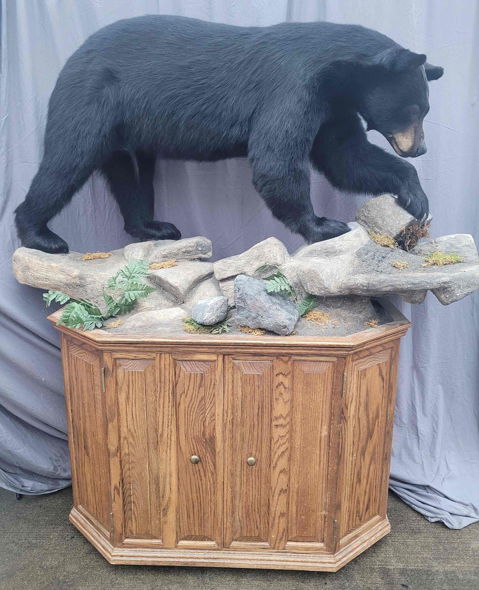 Taxidermy Fullbody Black Bear Mount | Proxibid