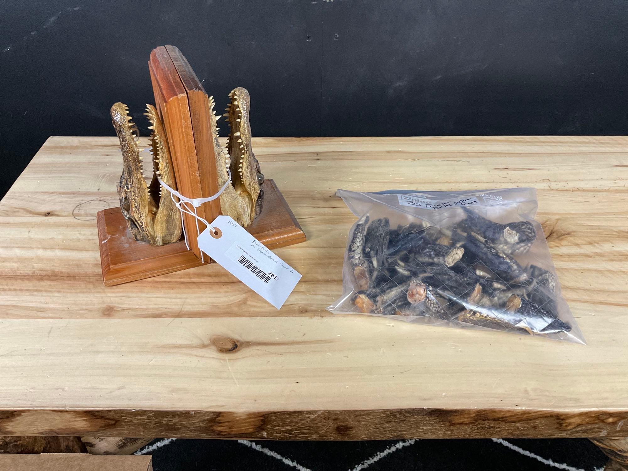 Taxidermy Alligator Bookends & 20 Freeze Dried | Proxibid