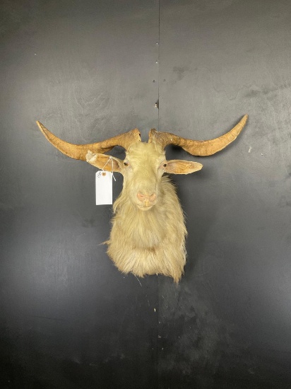 Spanish Goat Shoulder Mount | Art, Antiques & Collectibles Collectibles ...