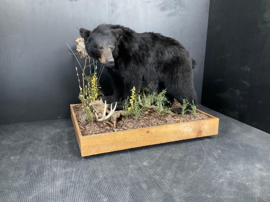 Fullbody Black Bear Habitat Mount | Art, Antiques & Collectibles ...