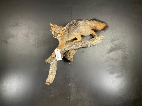 Gray fox full body | Art, Antiques & Collectibles Collectibles ...