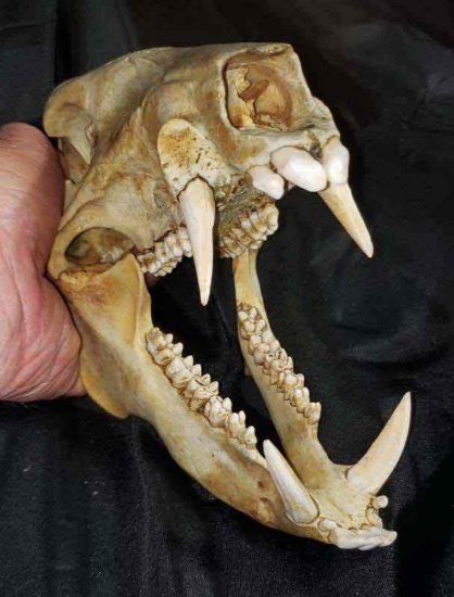 Taxidermy Javelina skull 8 1/2 inches L | Art, Antiques & Collectibles ...