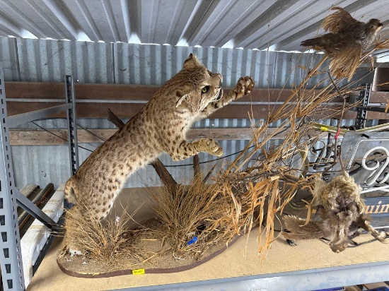 Bobcat Taxidermy Display | Art, Antiques & Collectibles Collectibles ...