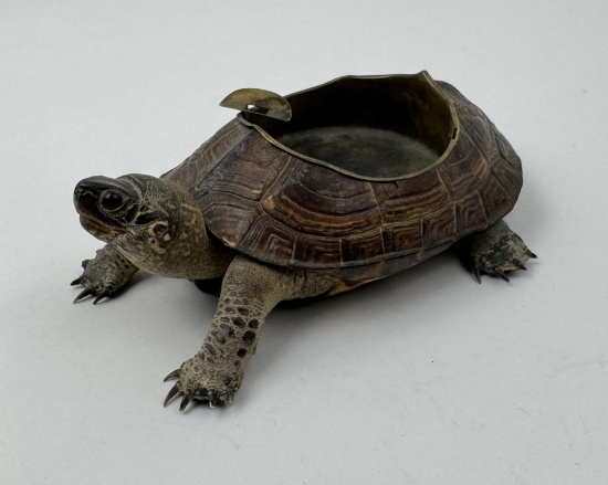 Victorian Taxidermy Turtle Ashtray | Online Auctions | Proxibid