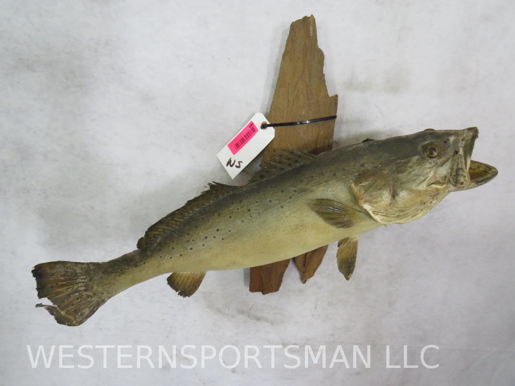 REAL SKIN BASS FISH MT TAXIDERMY | Proxibid